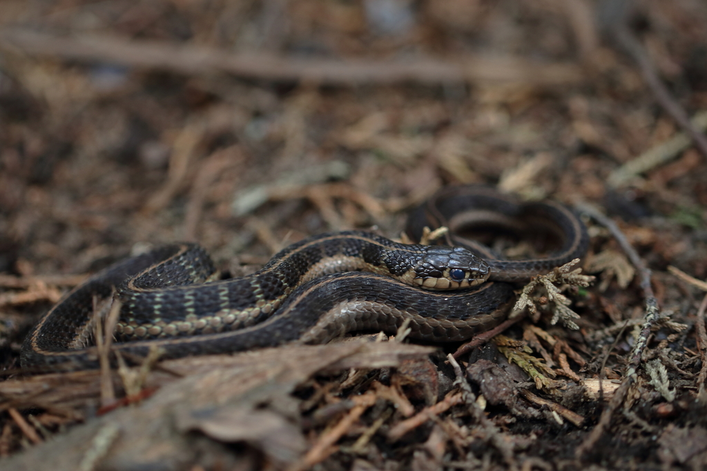 Longtail Alpine Garter Snake from La Carbonera, Ciudad de México, CDMX ...