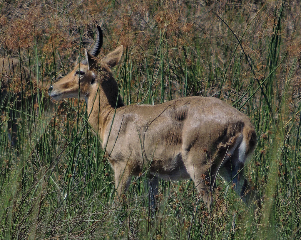 Southern Reedbuck (Redunca arundinum) - Know Your Mammals