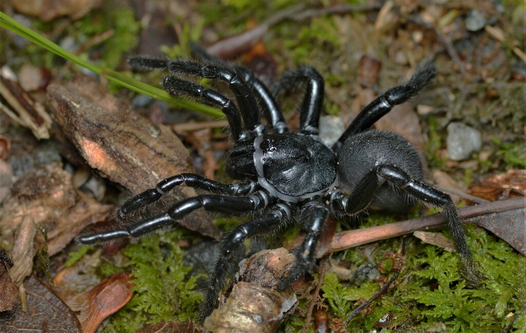 Audouin's Trapdoor Spider from Rural Hall, NC, USA on July 06, 2022 at ...
