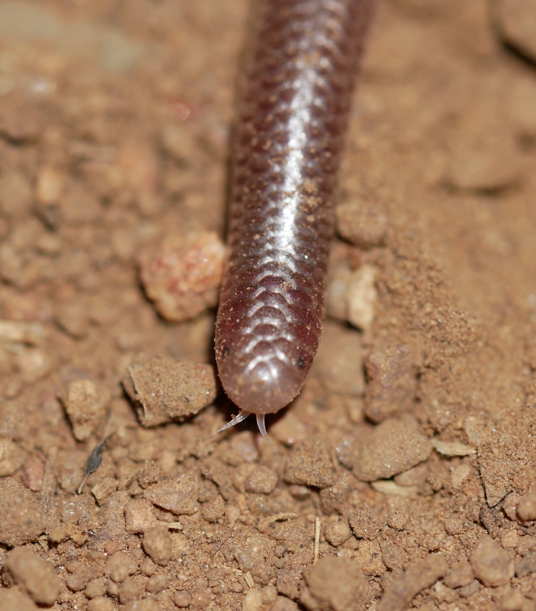 Rena humilis humilis