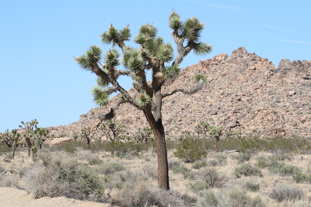Joshua Tree from Joshua Tree NP, California, USA on October 6, 2016 at ...