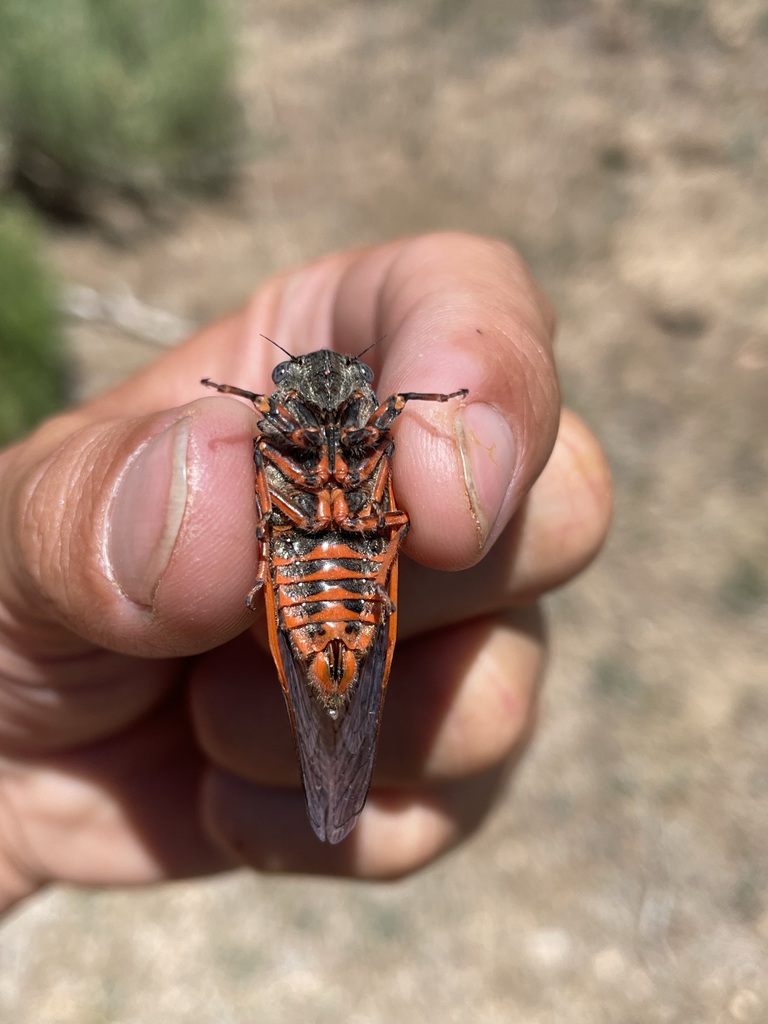 Wounded Cicada from Tulare, California, United States on June 11, 2022 ...