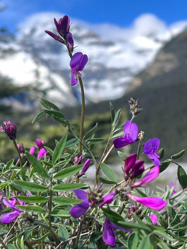 Boreal Sweet-vetch from Improvement District No. 12, AB T0E, Canada on ...