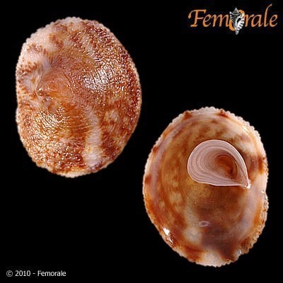 (Crucibulum lignarium)