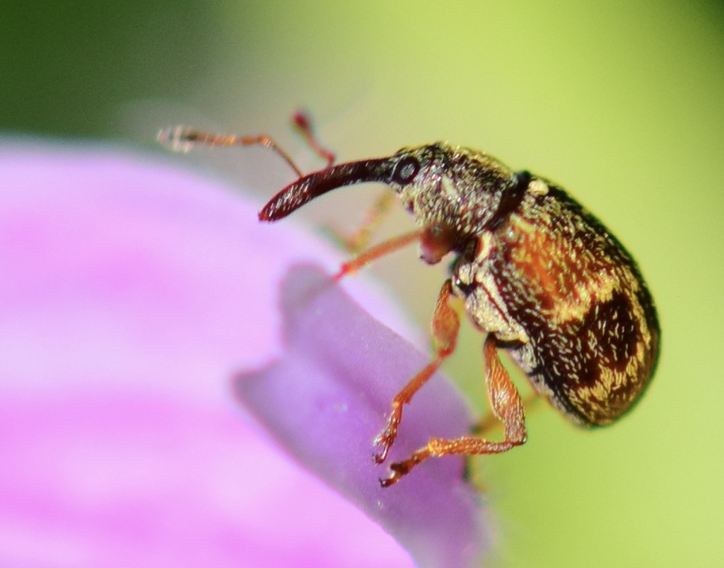 Anthonomus signatus from 320 Browns Trace Rd, Jericho, VT 05465, USA on ...