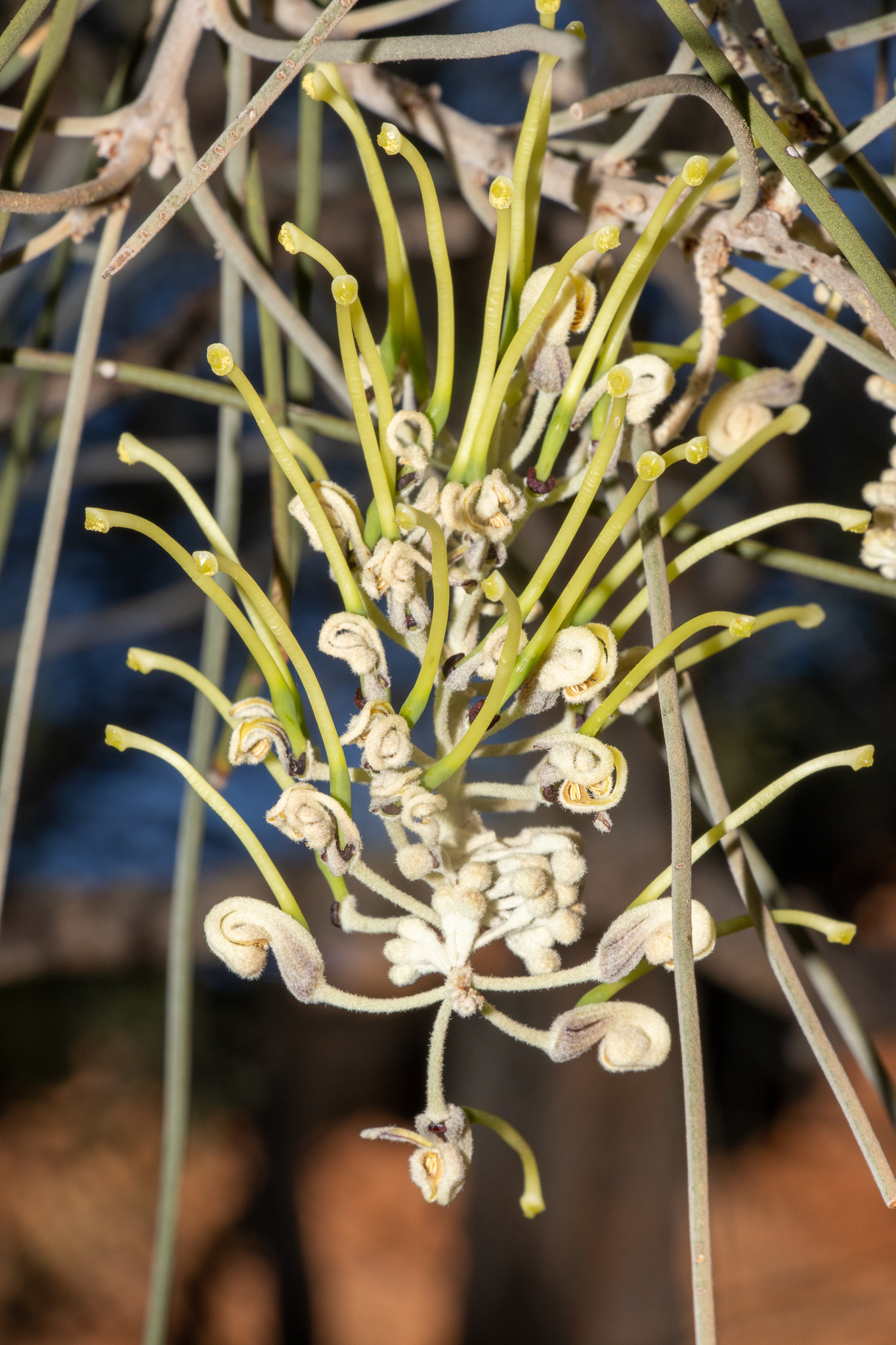 Hakea lorea (R.Br.) R.Br.