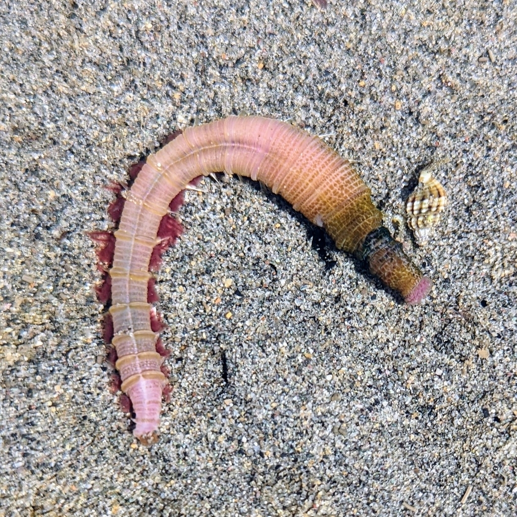 Pacific Lugworm from Delta, BC, Canada on July 30, 2022 at 12:29 PM by ...