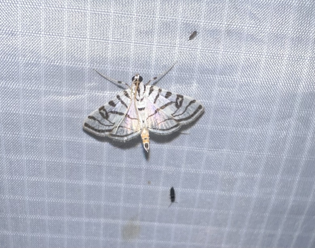Zebra Conchylodes Moth from Martin Ln, Seagoville, TX, US on July 29 ...