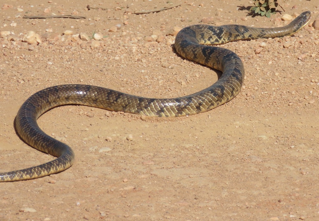 False Water Cobra from Poconé, Mato Grosso, Brazil on July 21, 2022 at ...