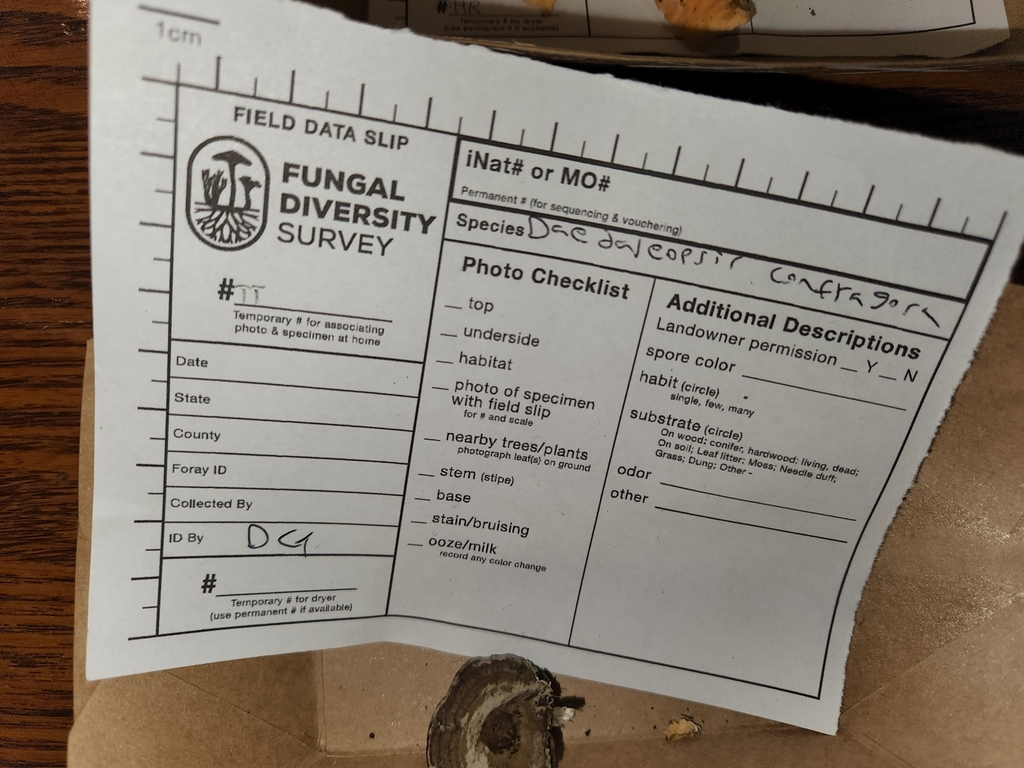 Thin-walled Maze Polypore from Canaan Heights, WV 26260, USA on July 30 ...