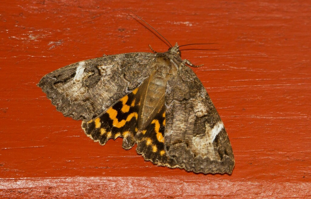 Locust Underwing in July 2022 by Stella Tea · iNaturalist
