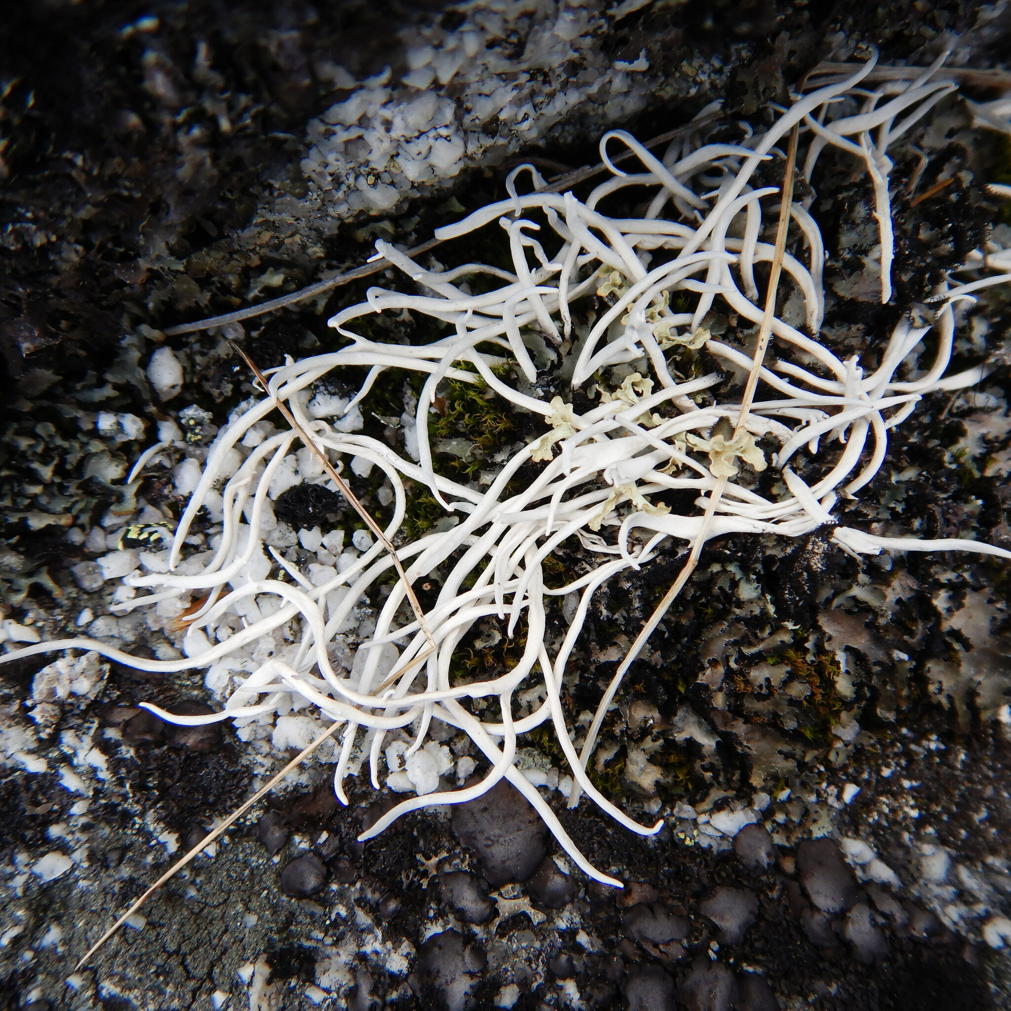 Thamnolia vermicularis subsp. vermicularis