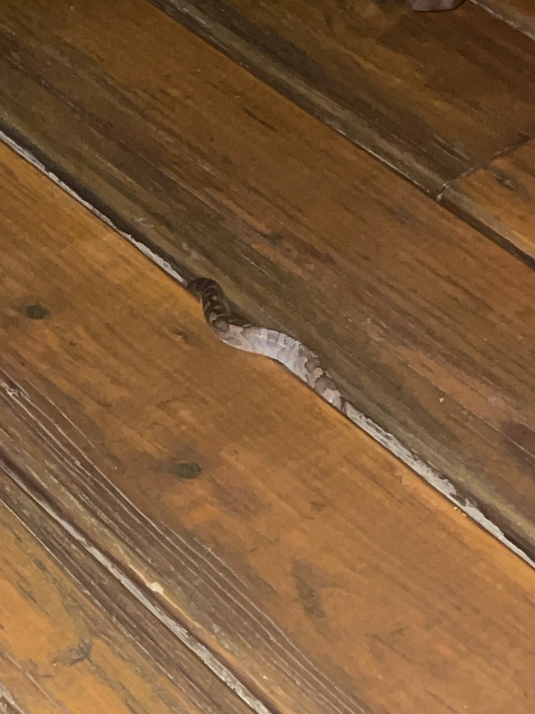 Virgin Islands boa in July 2022 by chloeop · iNaturalist