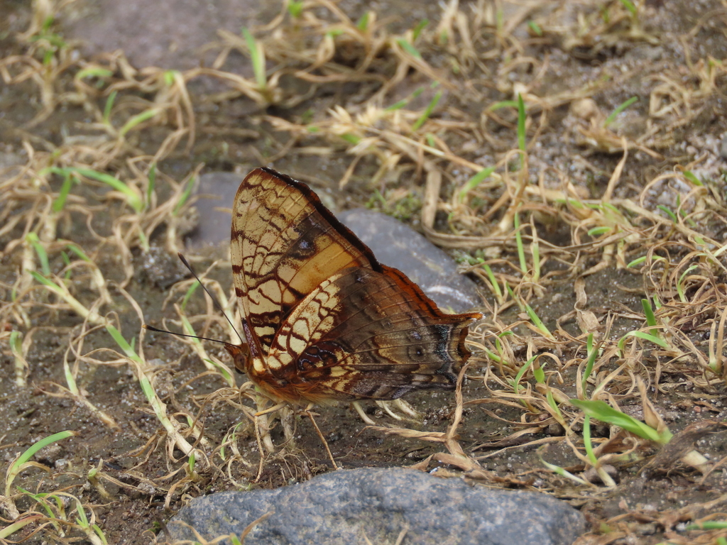 Orange Mapwing from Los Naranjos, Panamá on July 30, 2022 at 11:37 AM by katiuska19 · iNaturalist