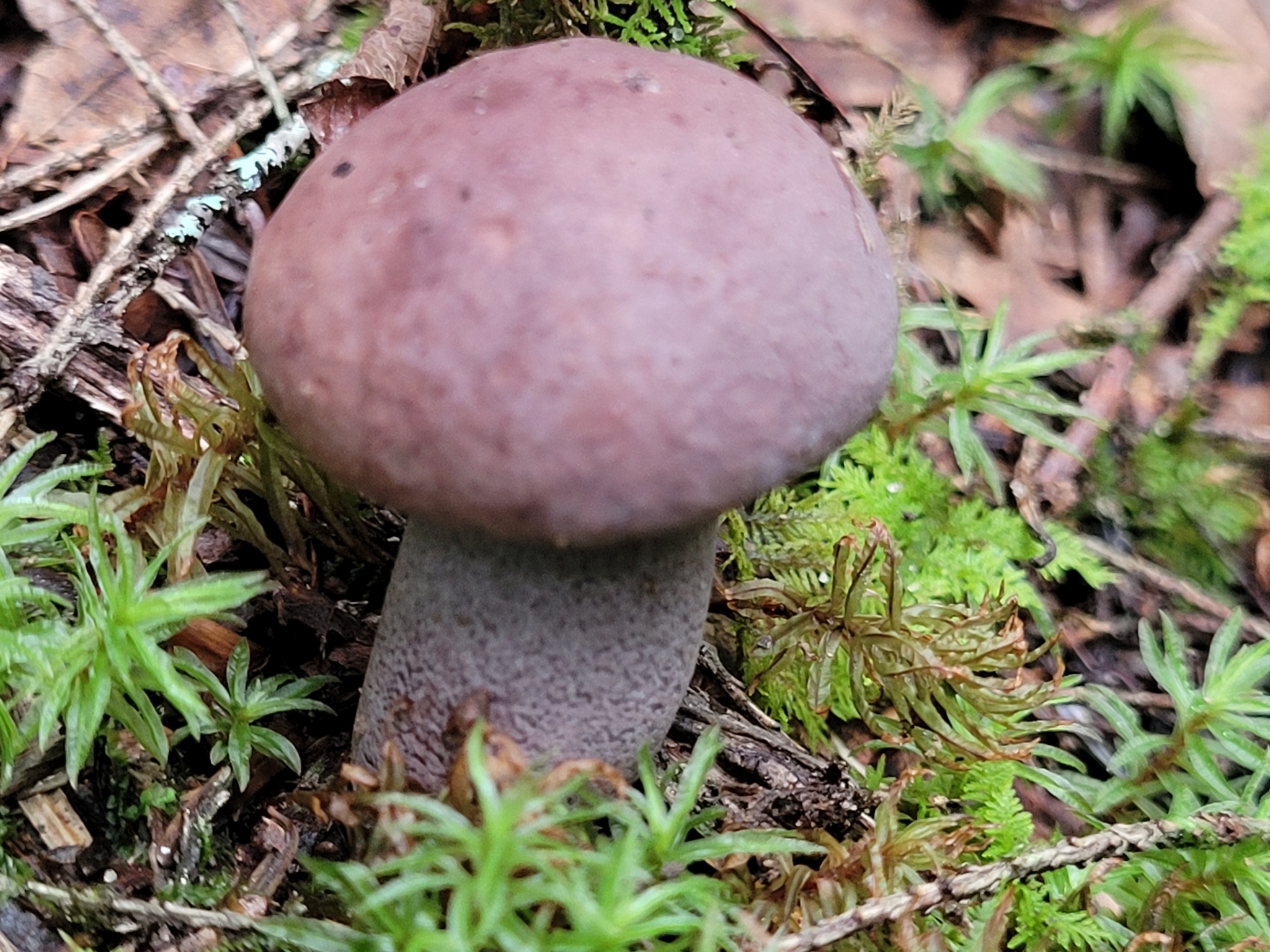 Sutorius eximius (Peck) Halling, Nuhn & Osmundson