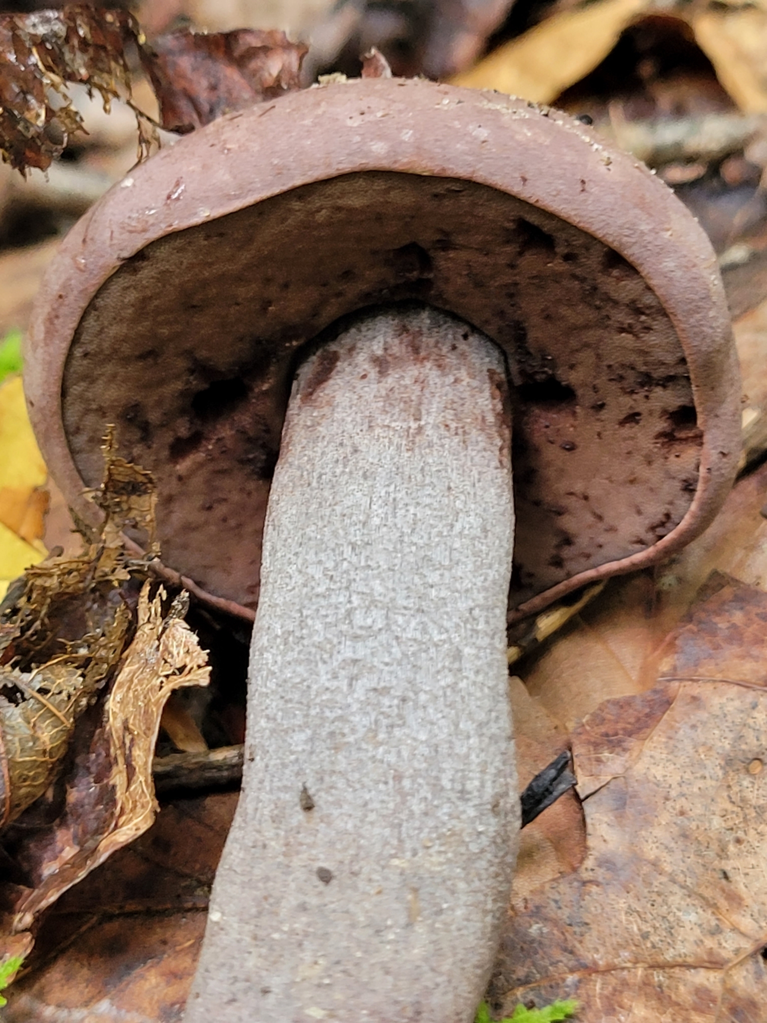 Sutorius eximius (Peck) Halling, Nuhn & Osmundson