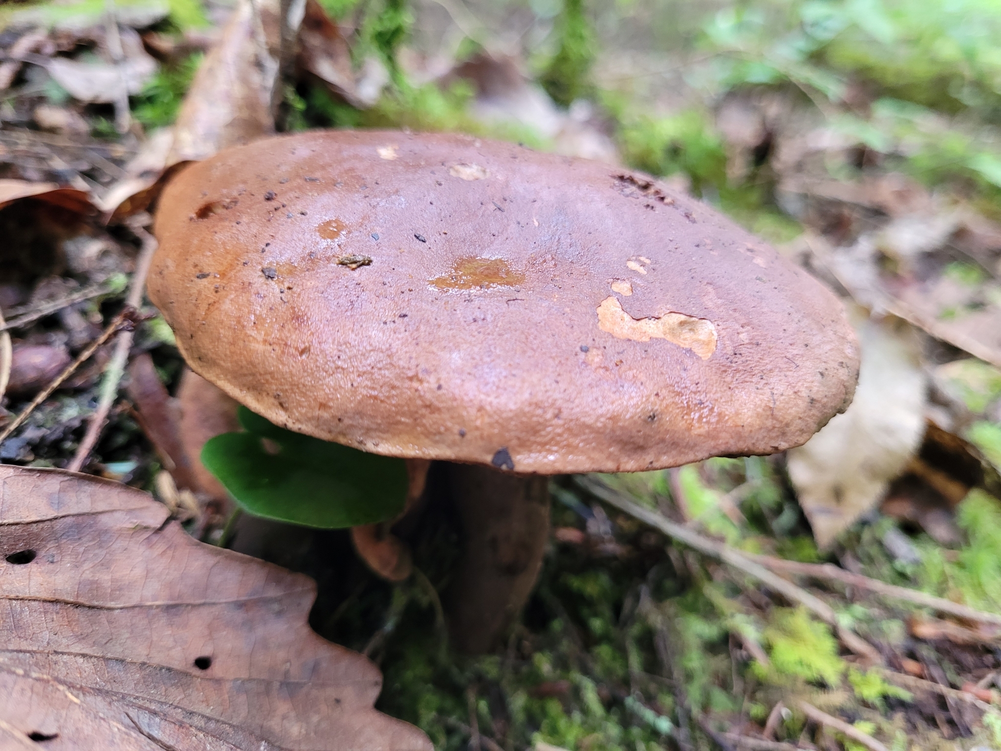 Sutorius eximius (Peck) Halling, Nuhn & Osmundson