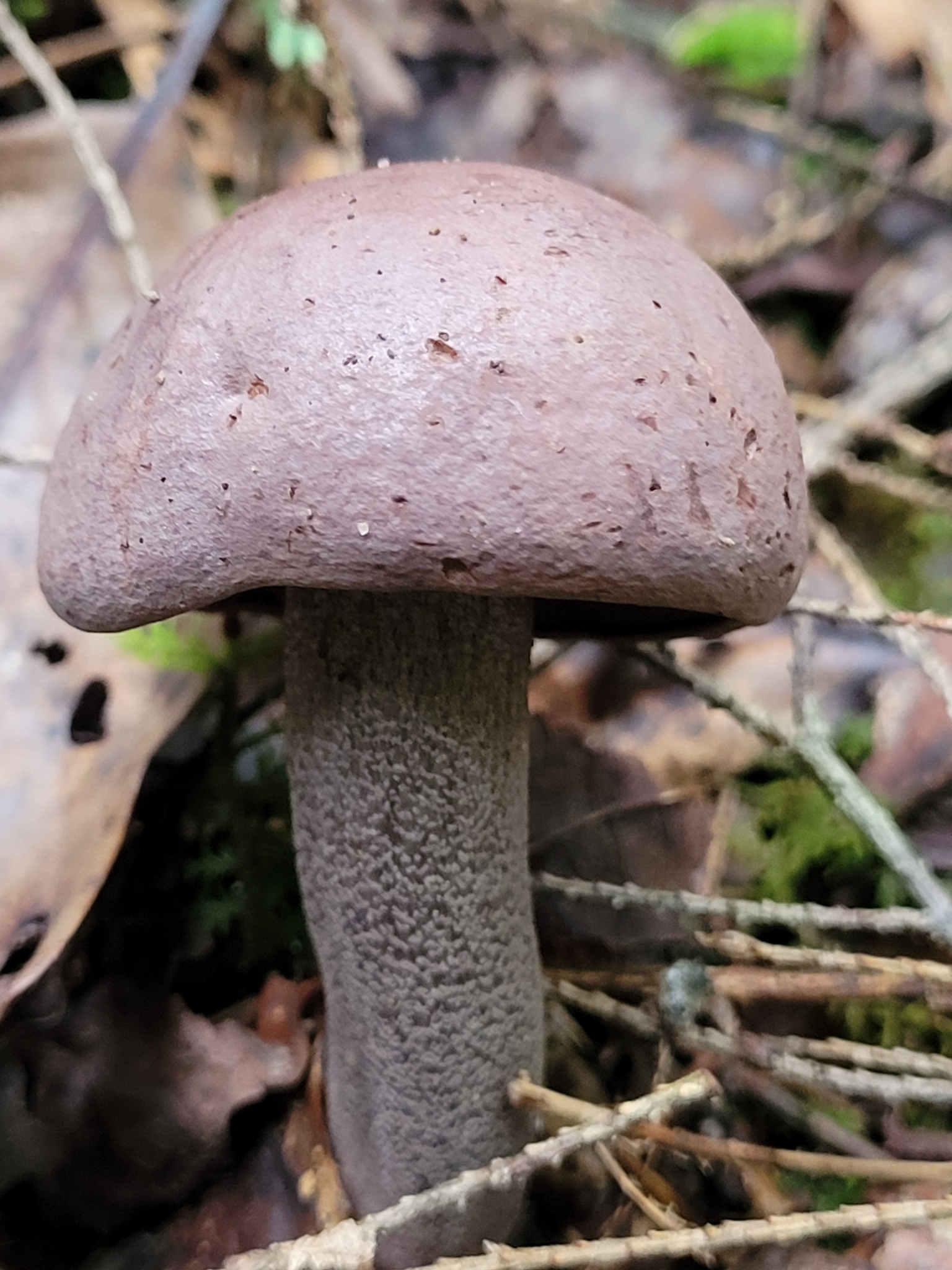 Sutorius eximius (Peck) Halling, Nuhn & Osmundson