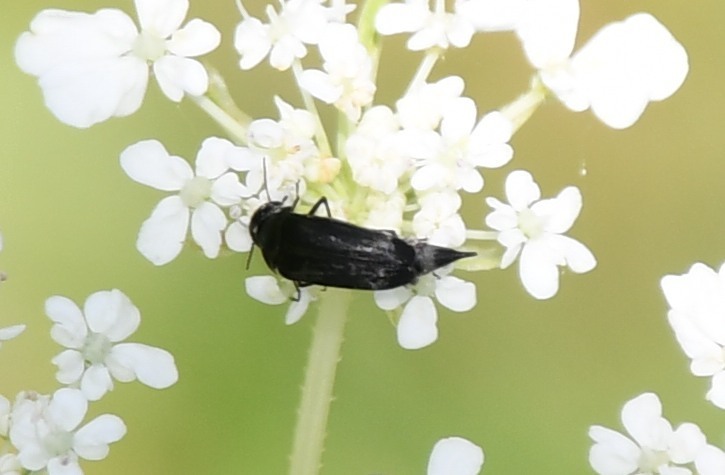 Tumbling Ragdoll from Randolph County, WV, USA on July 30, 2022 at 01: ...