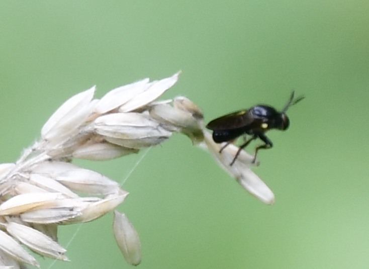 Cerotainia macrocera from Randolph County, WV, USA on July 30, 2022 at ...