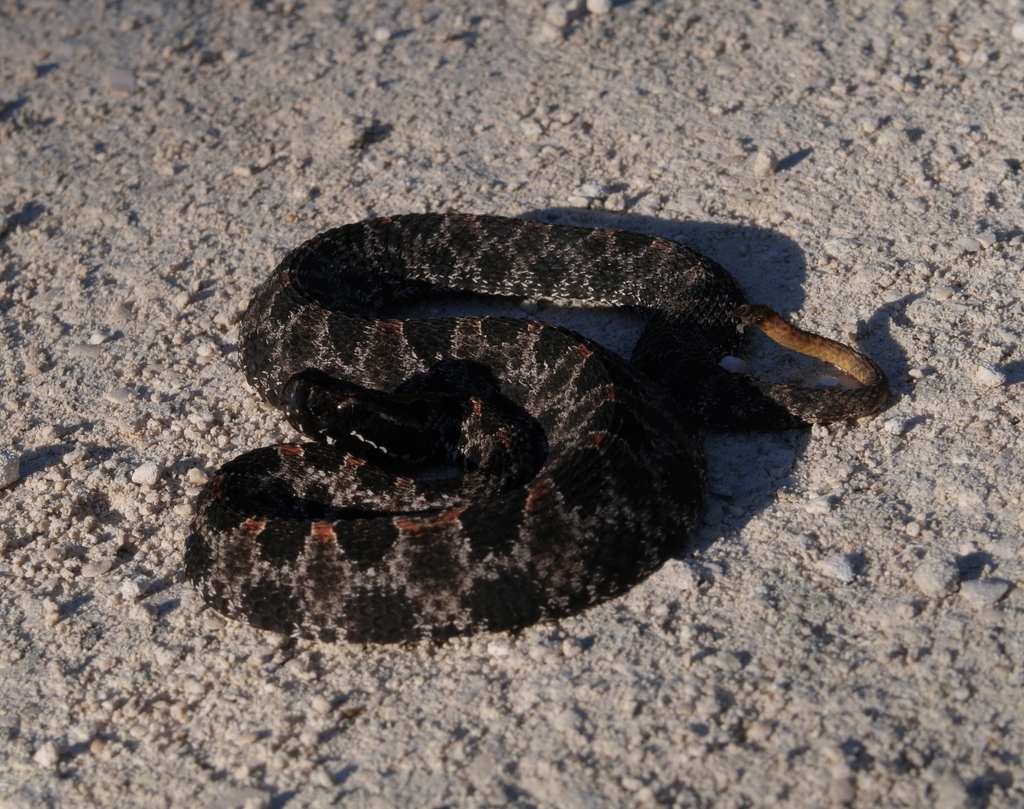 Dusky Pygmy Rattlesnake (Sistrurus miliarius barbouri) - Snakes and Lizards