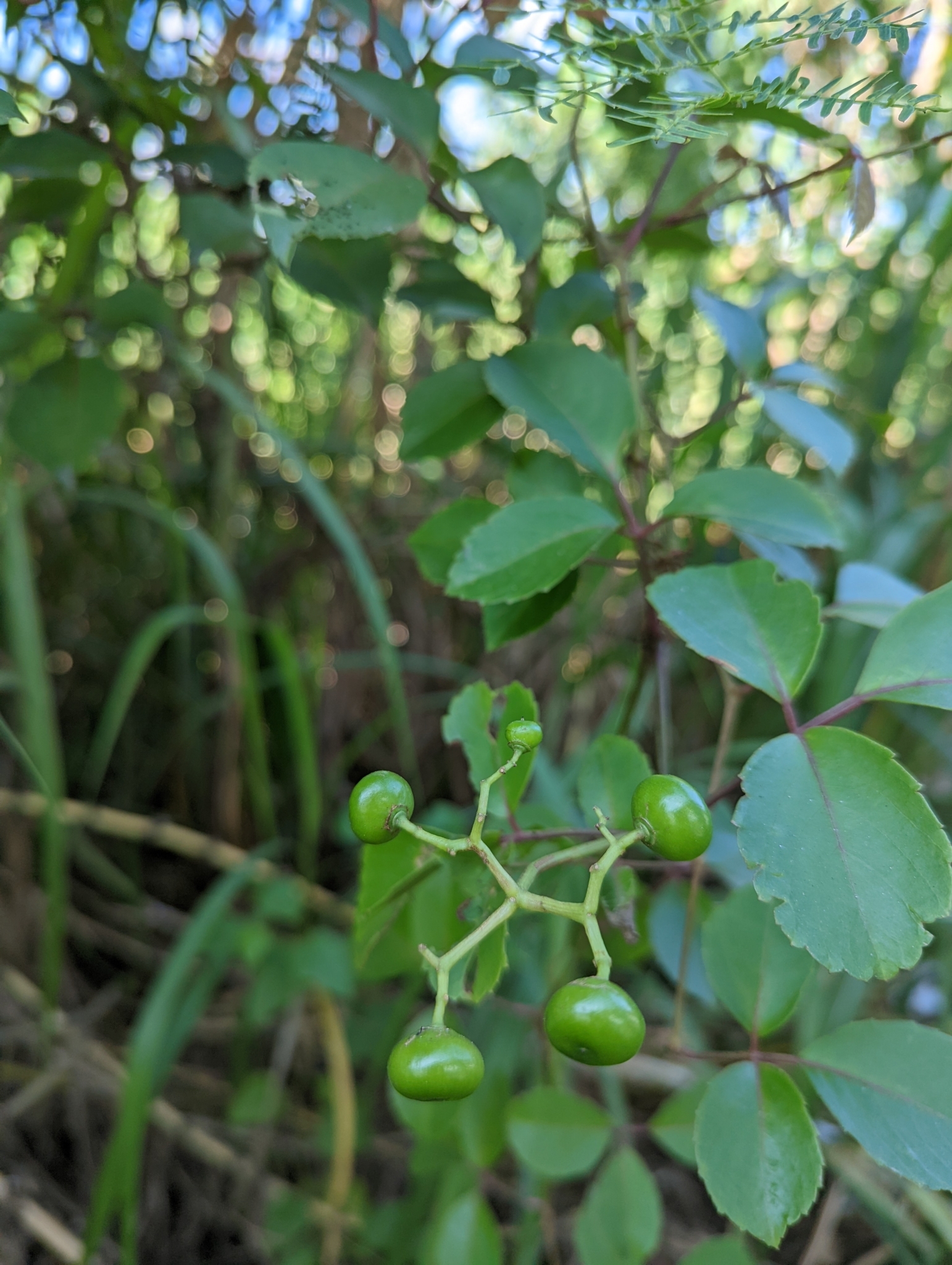 Causonis trifolia (L.) Mabb. & J.Wen