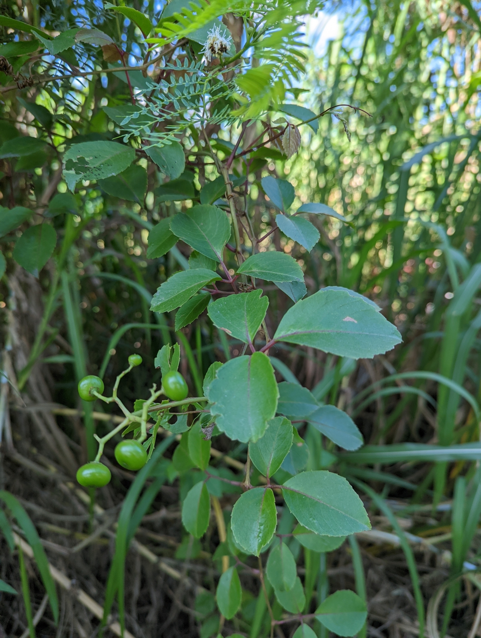 Causonis trifolia (L.) Mabb. & J.Wen