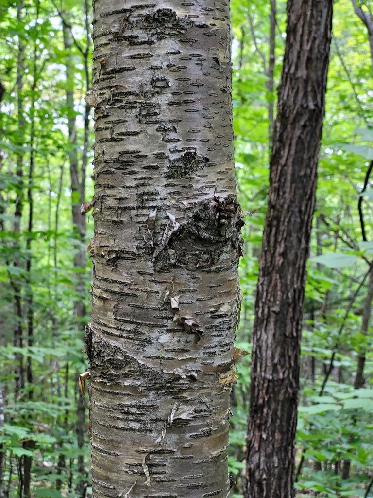 yellow birch from Stukely, Memphrémagog, QC J0E, Canada on July 30 ...