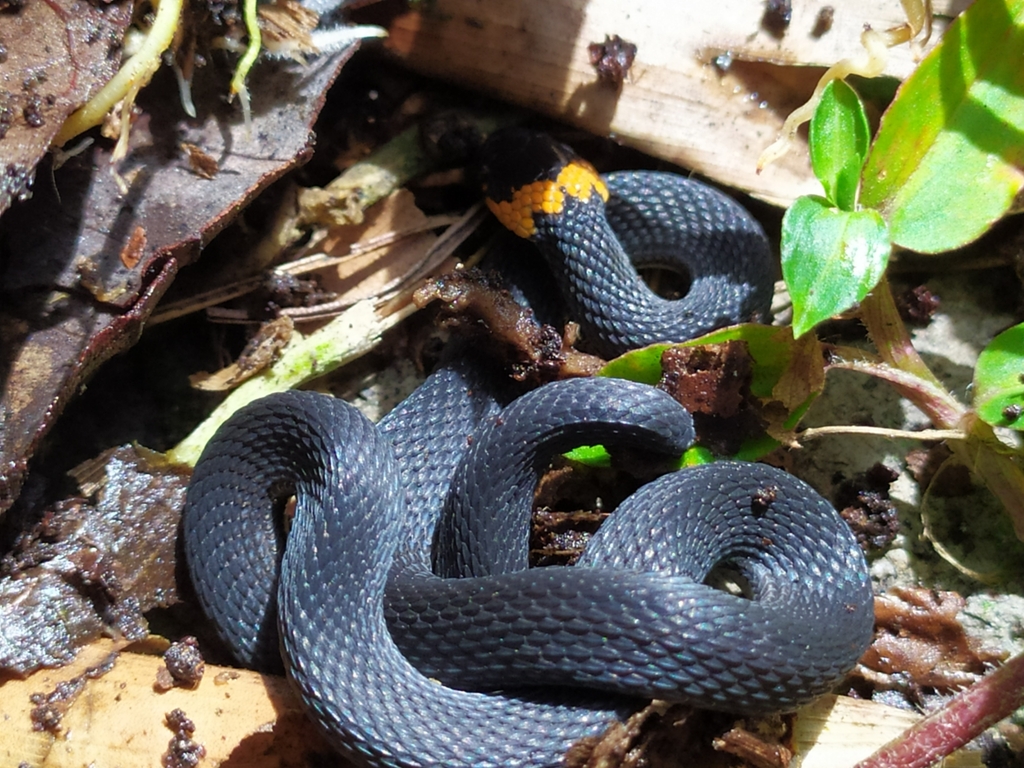 Ringneck Coffee Snake from 91613 Ver., México on July 30, 2022 at 11:18 ...