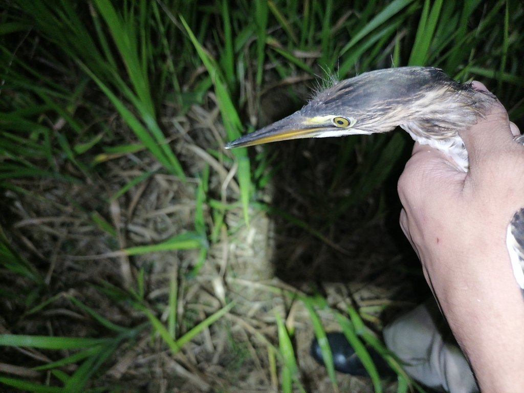 Striated Heron from #4 Muntaz Avenue, Endeavour, Endeavour, Trinidad ...