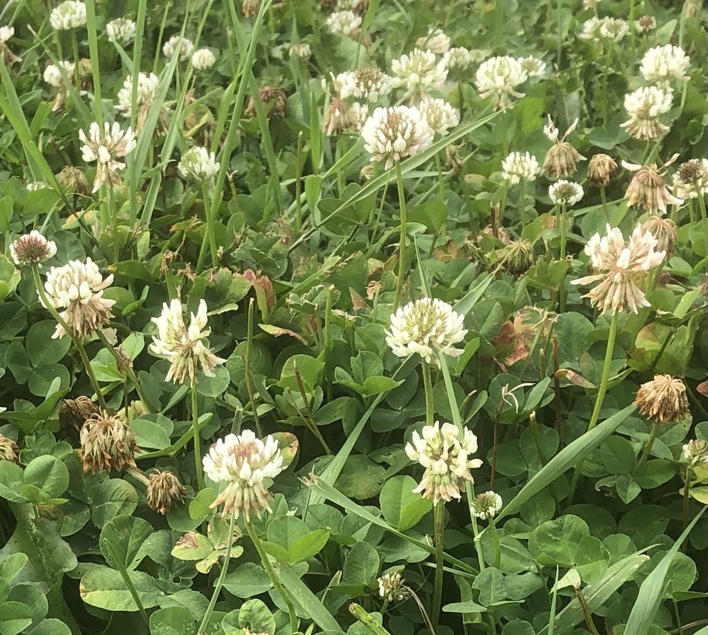 white clover from Central Experimental Farm, Ottawa, ON, CA on July 30 ...