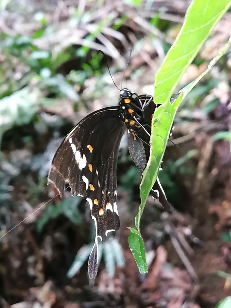 Caribbean Swallowtail in July 2022 by Judá Isaí Martínez Uribe ...