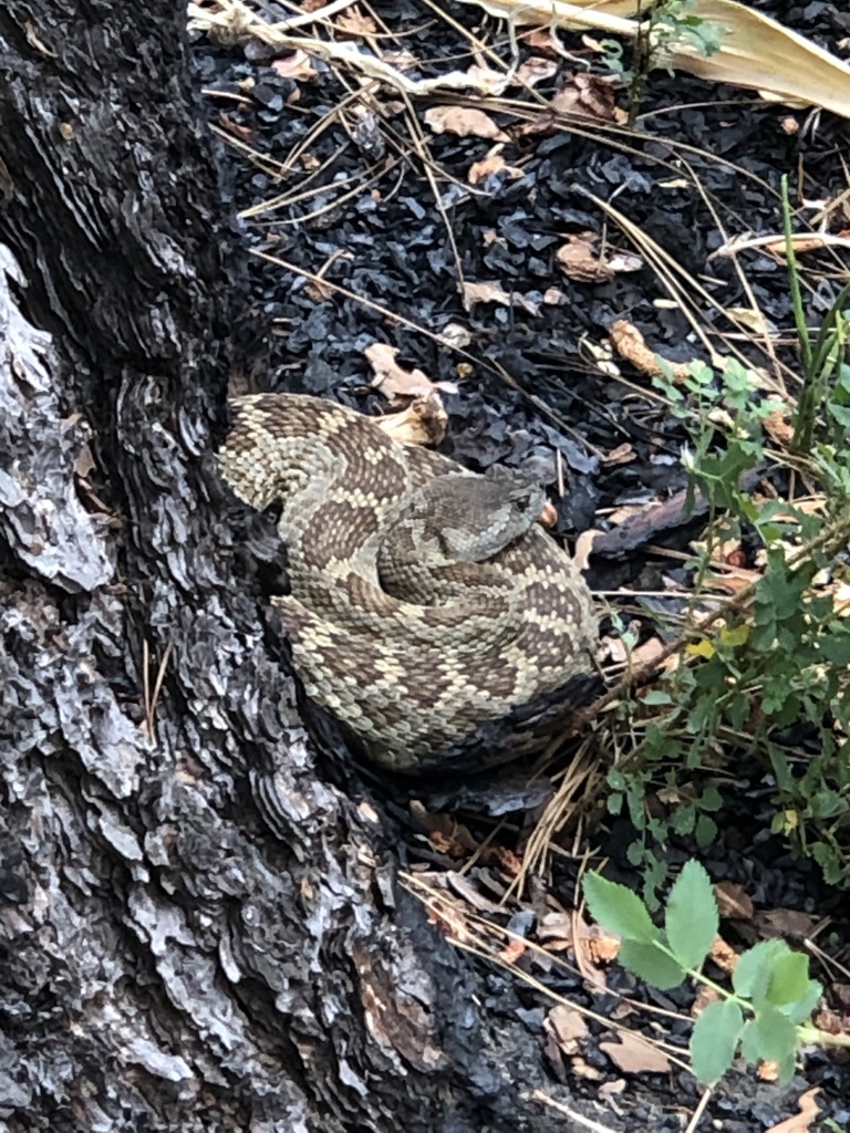 Western Rattlesnake from Sierra National Forest, Shaver Lake, CA, US on ...