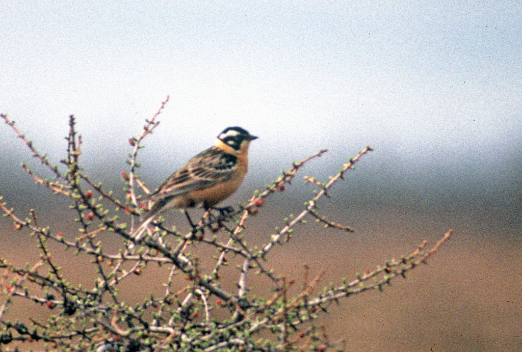 Smith's Longspur (Ivvavik National Park) · iNaturalist
