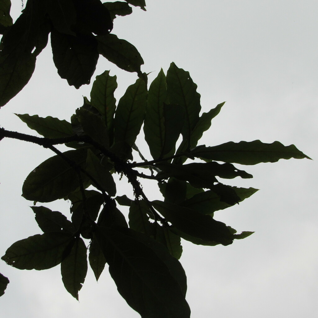 Andean oak in February 2022 by Juan Andrés leyva · iNaturalist