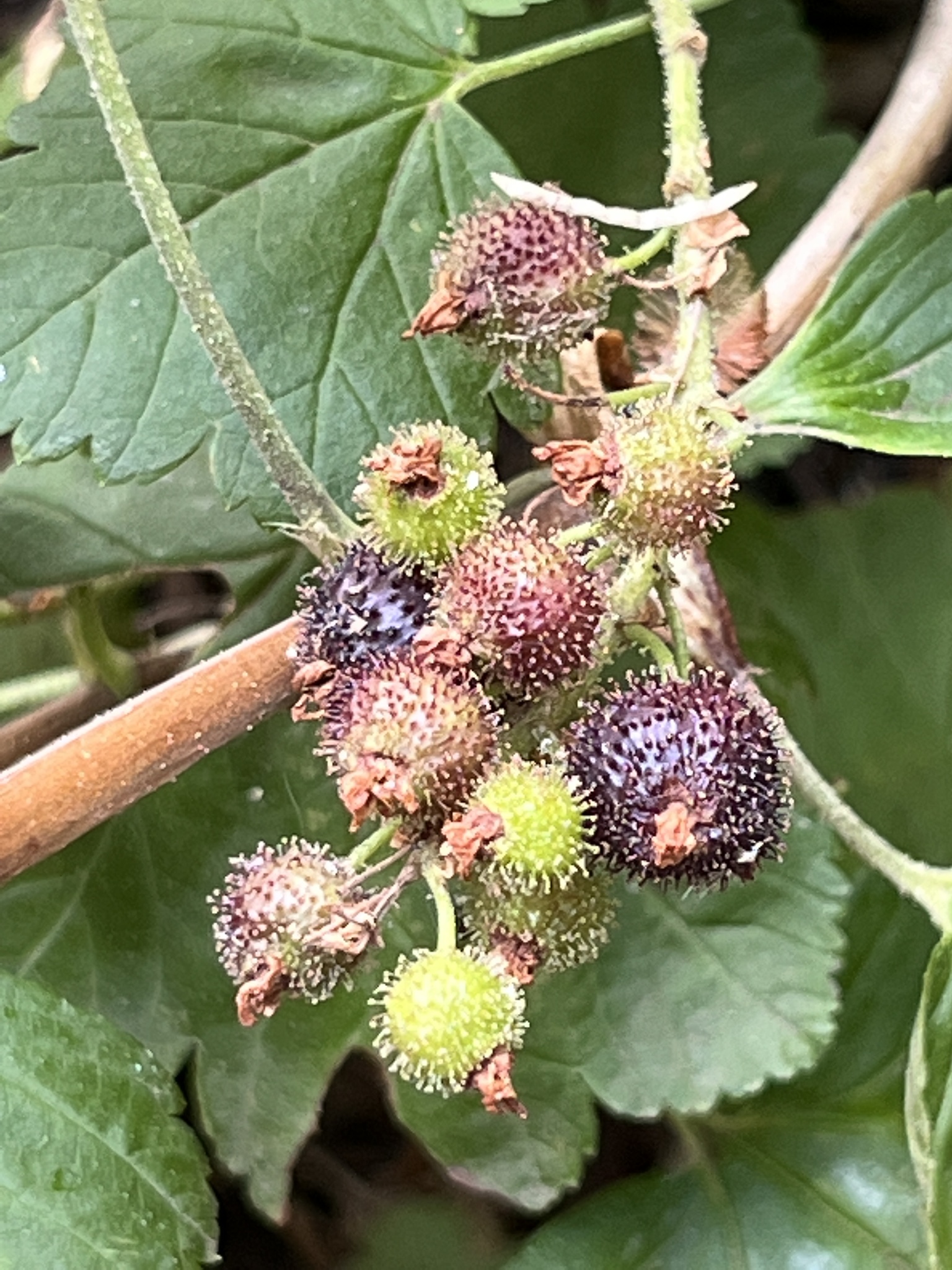 Ribes wolfii Rothr.
