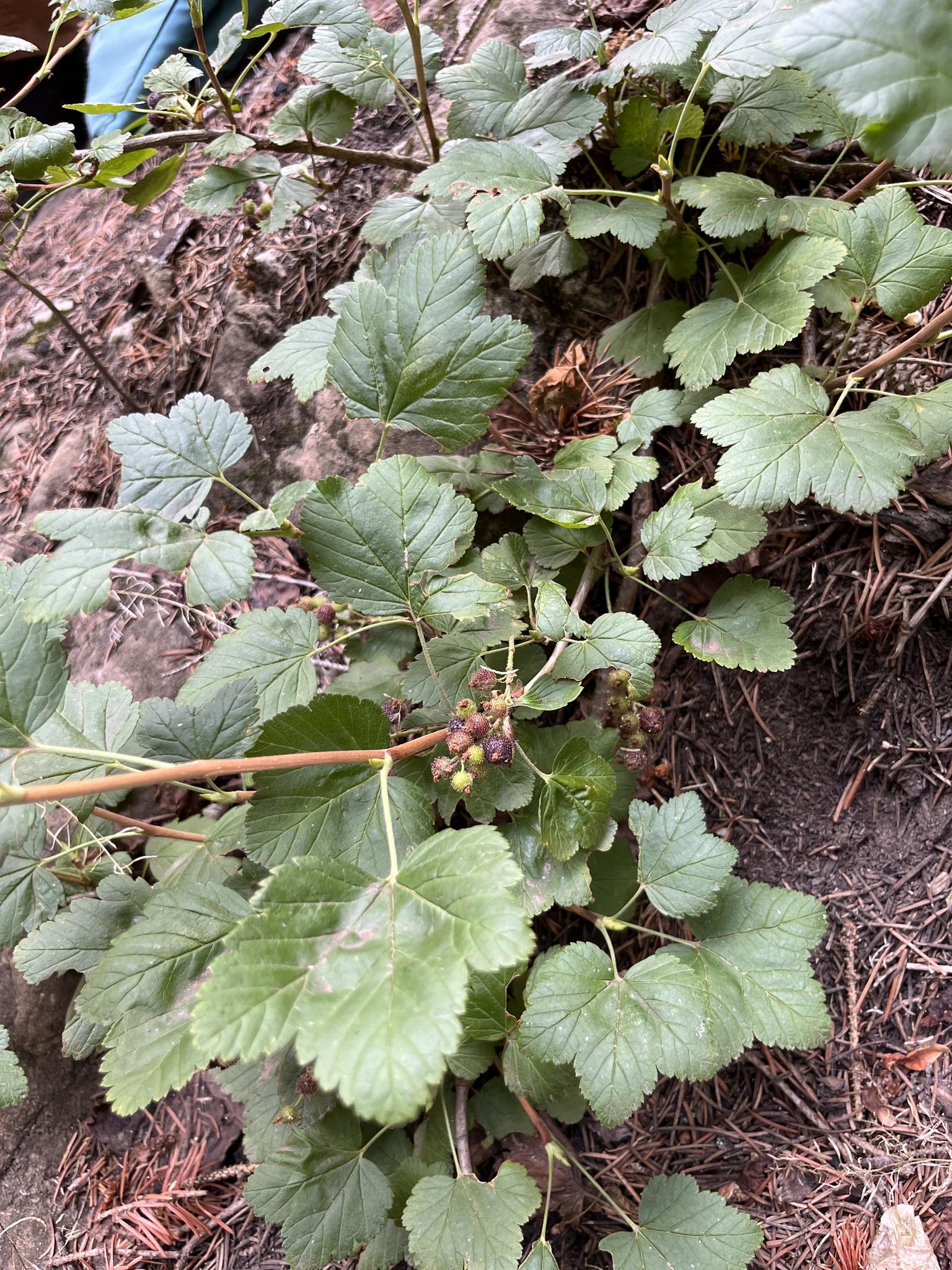 Ribes wolfii Rothr.