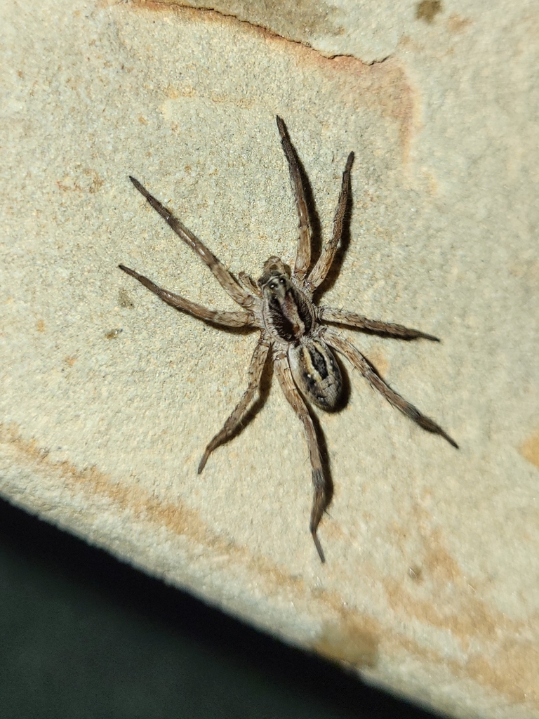 Brush-legged Spiders from Liberty Hill, TX 78642, USA on July 30, 2022 ...