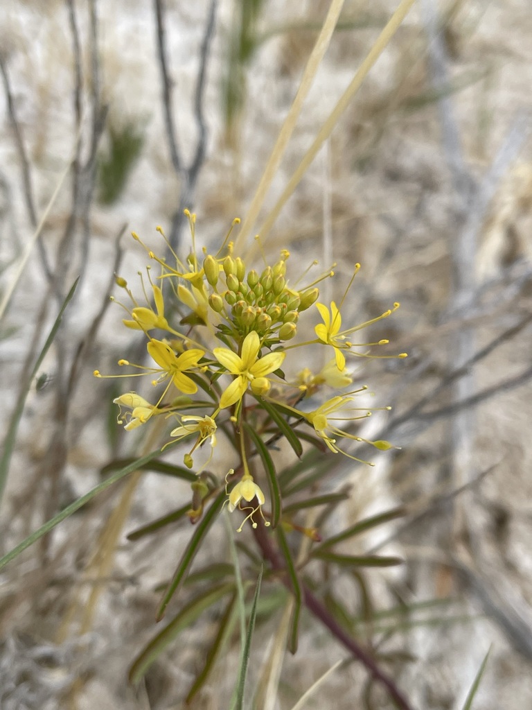 stinkweed from Nye, Nevada, United States on June 19, 2022 at 02:48 PM ...