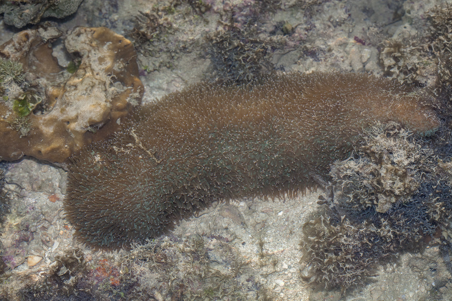 Polyphyllia talpina (Lamarck, 1801)