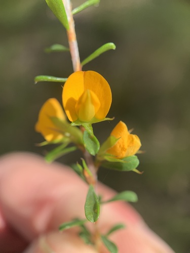 Pultenaea parviflora · iNaturalist