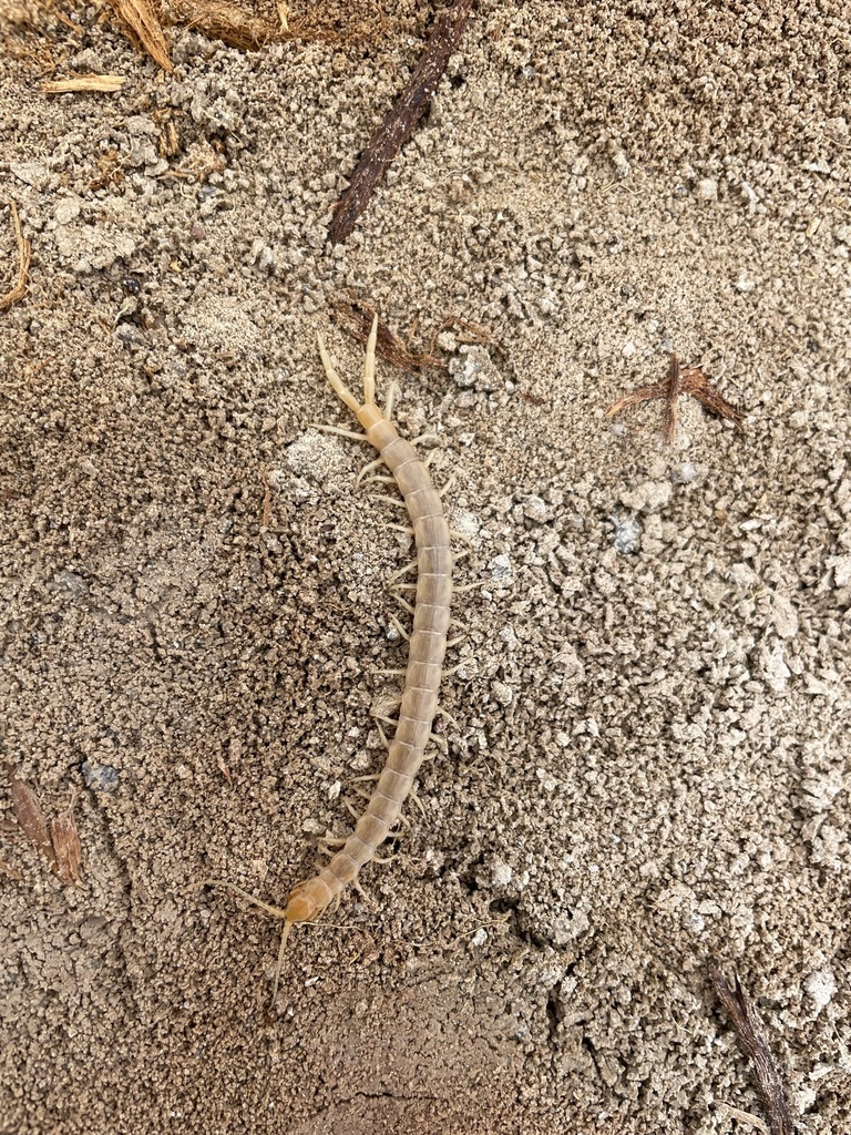 Common Desert Centipede from Nye, Nevada, United States on June 19 ...