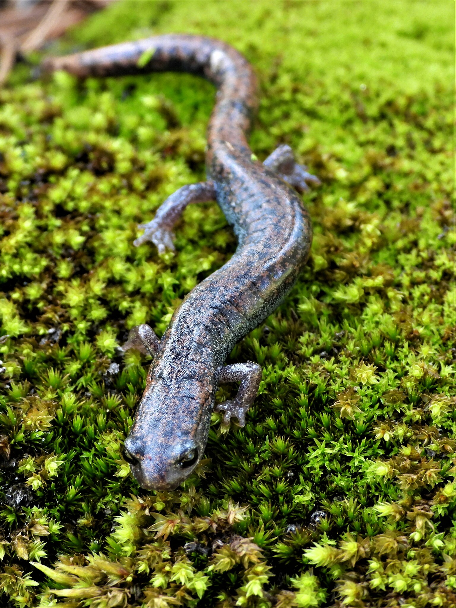 Pseudoeurycea Leprosa Cope 1869