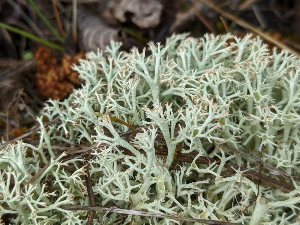Cladonia rangiformis from Port Graham, AK 99603, USA on July 30, 2022 ...