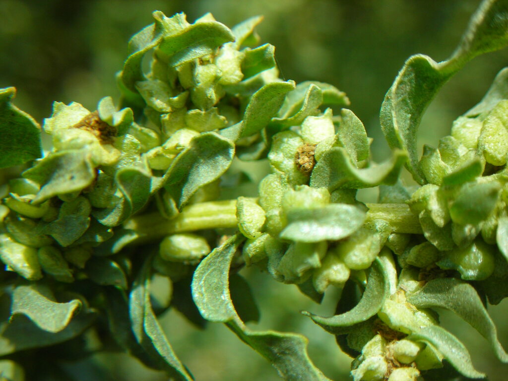 Atriplex repanda from Choapa, Coquimbo, Chile on January 4, 2007 at 02: ...