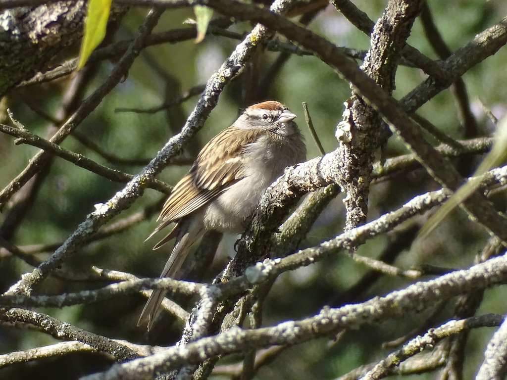 Gorrión Cejas Blancas en marzo 2021 por Anayeli Guzmán Enríquez ...