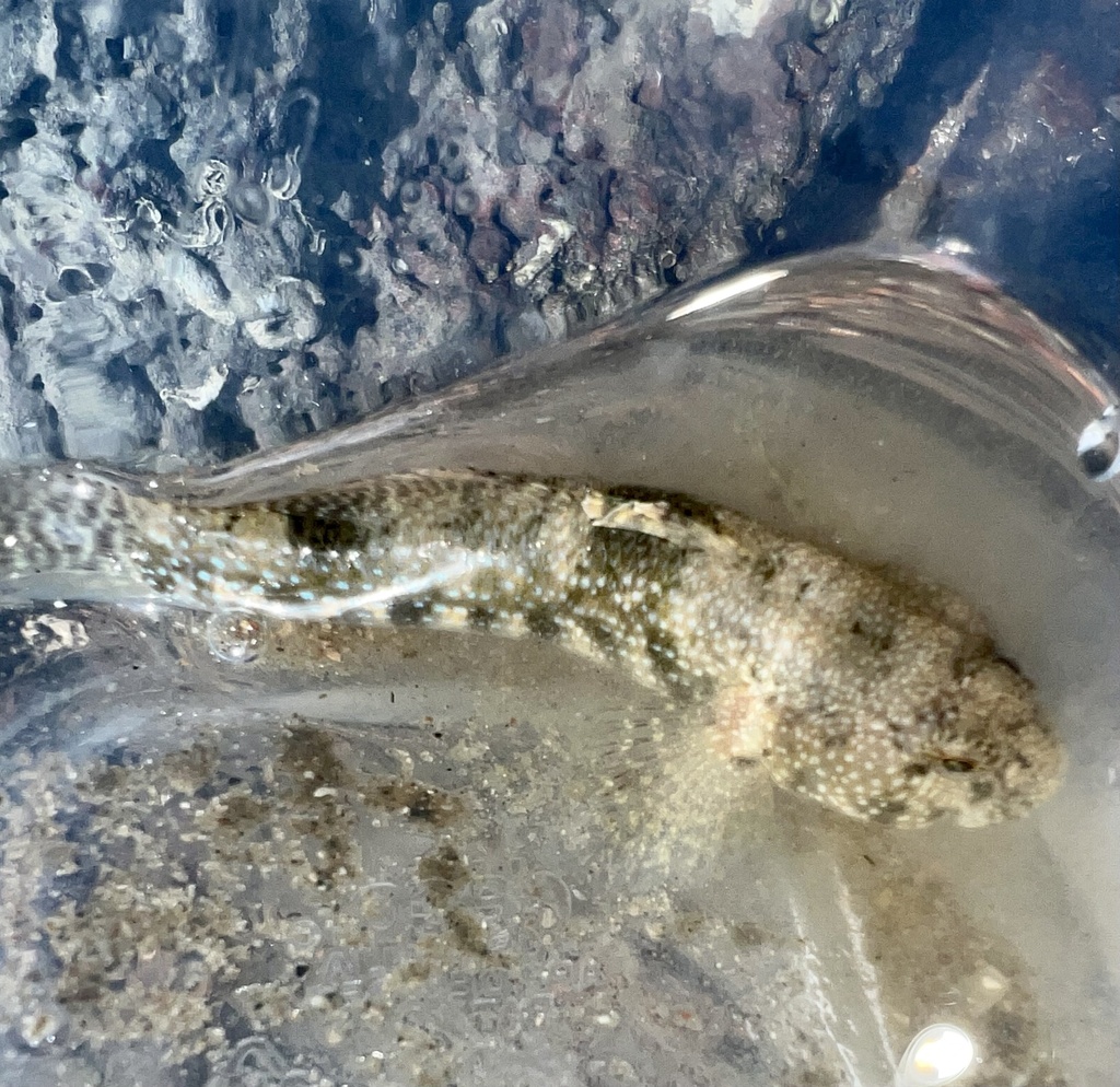 Bathygobius from Albatross Bay, Mission River, QLD, AU on July 31, 2022 ...