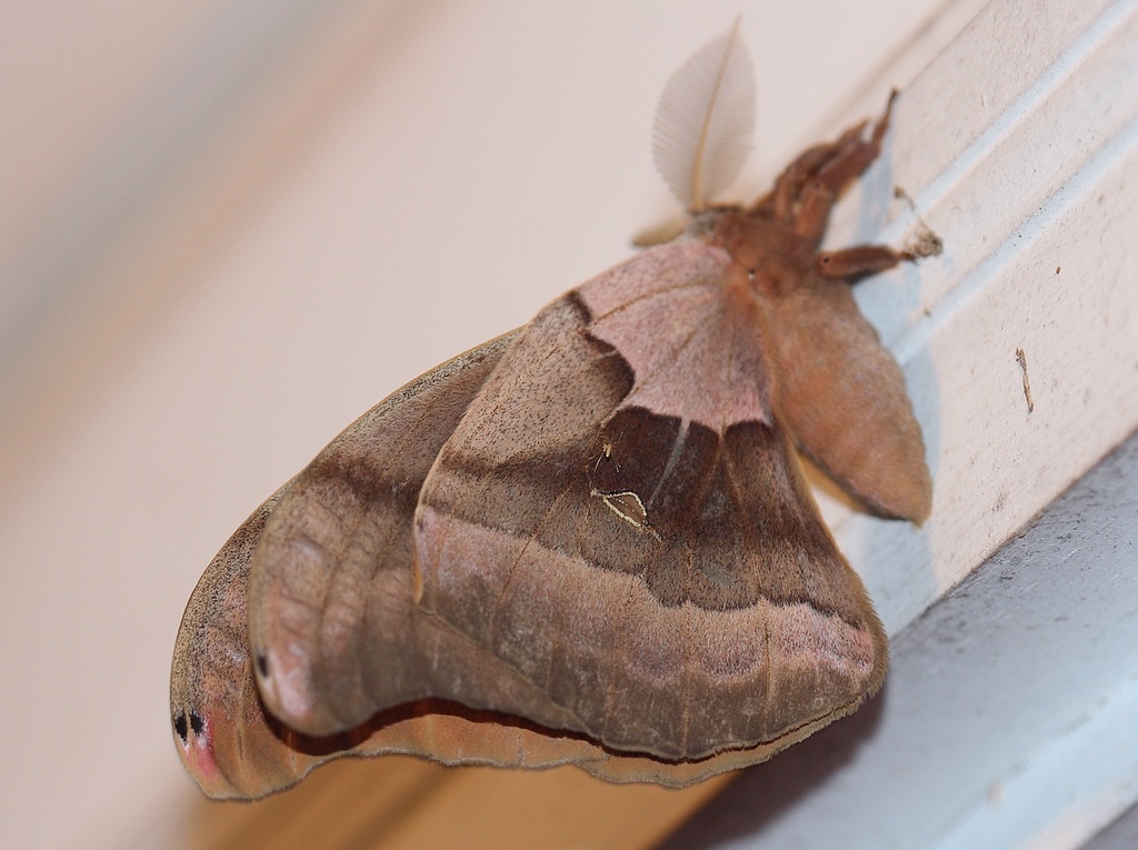 Polyphemus Moth from Kanawha County, WV, USA on July 31, 2022 at 12:42 ...