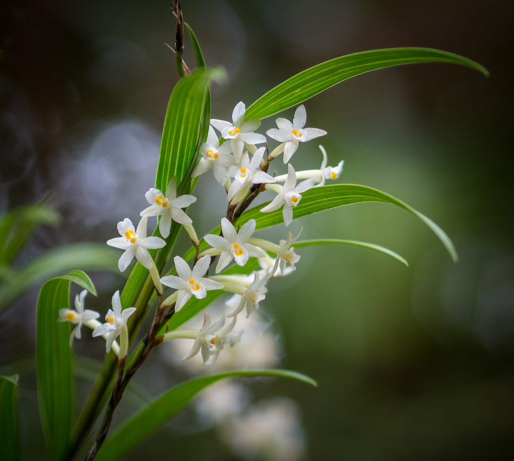 Easter Orchid from Waipoua Kauri Forest, New Zealand on March 21, 2017 ...