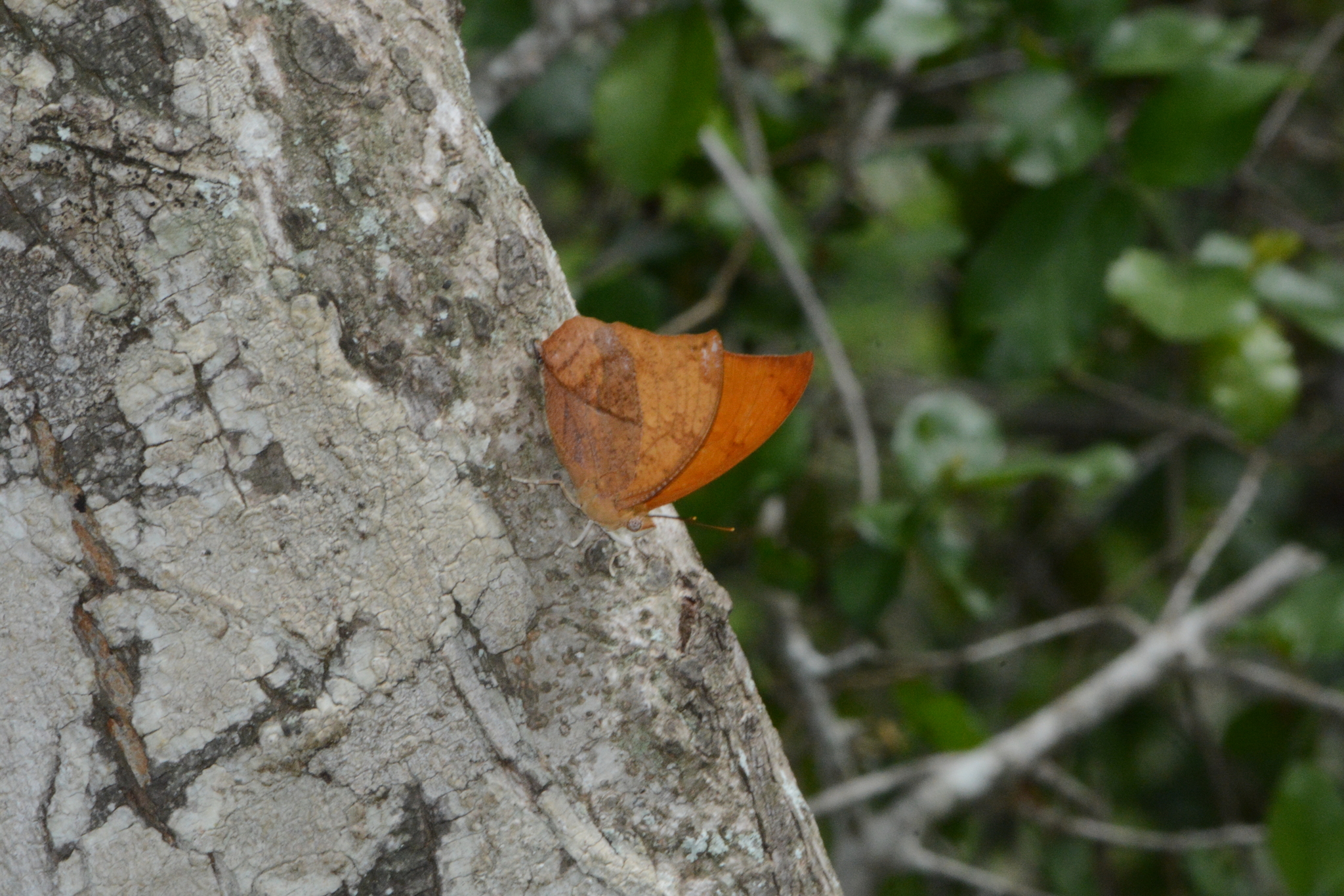 Zaretis itys ellops (Ménétriés, 1855)